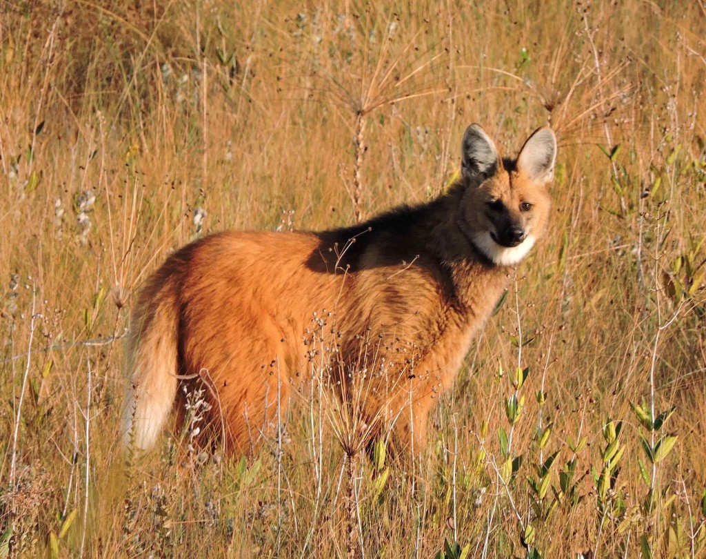 Lobo-guará: um animal fascinante - Blog da Ambiental Turismo