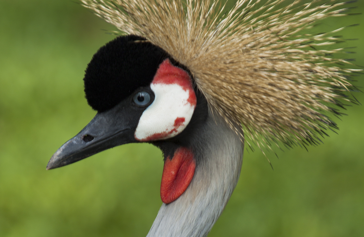 Grou-coroado: a ave bailarina da savana - Blog da Ambiental Turismo