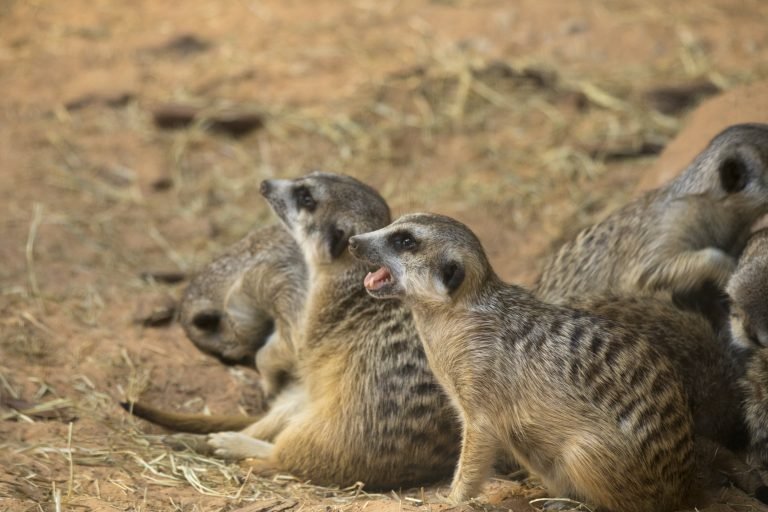 Suricato - pequeno notável animal africano - Blog da Ambiental Turismo