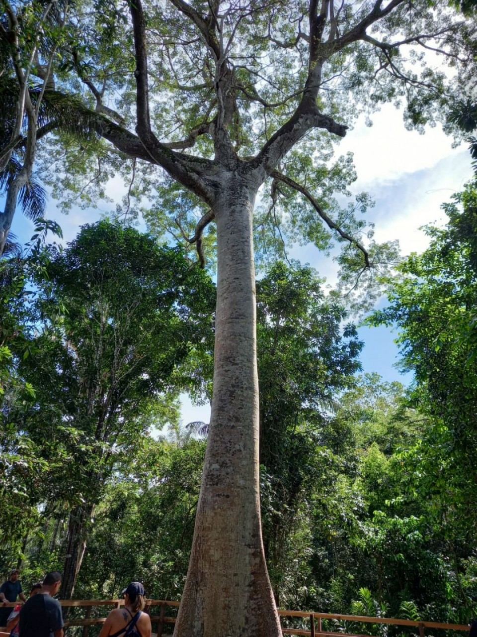 Samaúma: A árvore rainha da Floresta Amazônica, sagrada para os povos ...