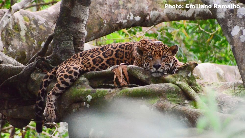As onças que vivem 4 meses do ano nas copas das árvores da Amazônia ...