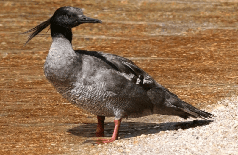 Conheça algumas das principais espécies de Animais do Cerrado - Blog da ...