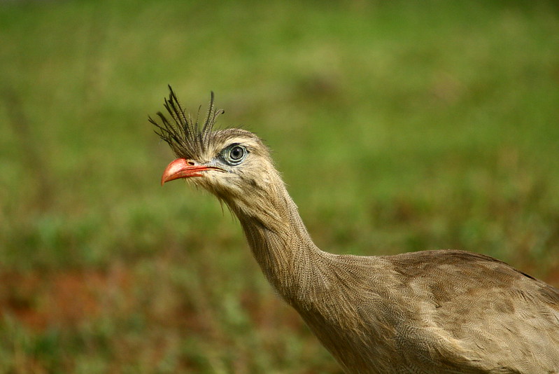 Conheça algumas das principais espécies de Animais do Cerrado - Blog da ...