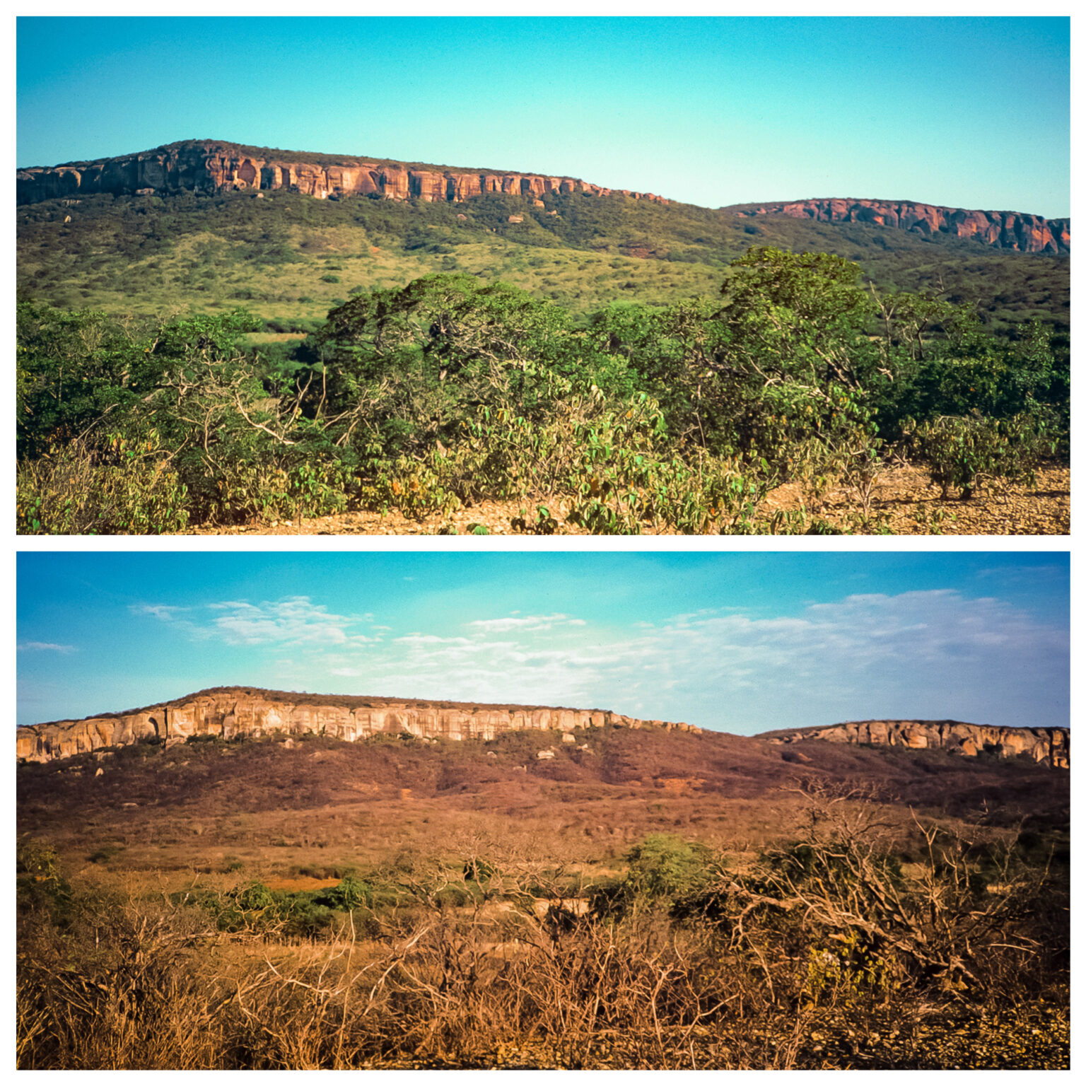 Estudo da USP contrapõe estereótipo de que a Caatinga é sinônimo de ...