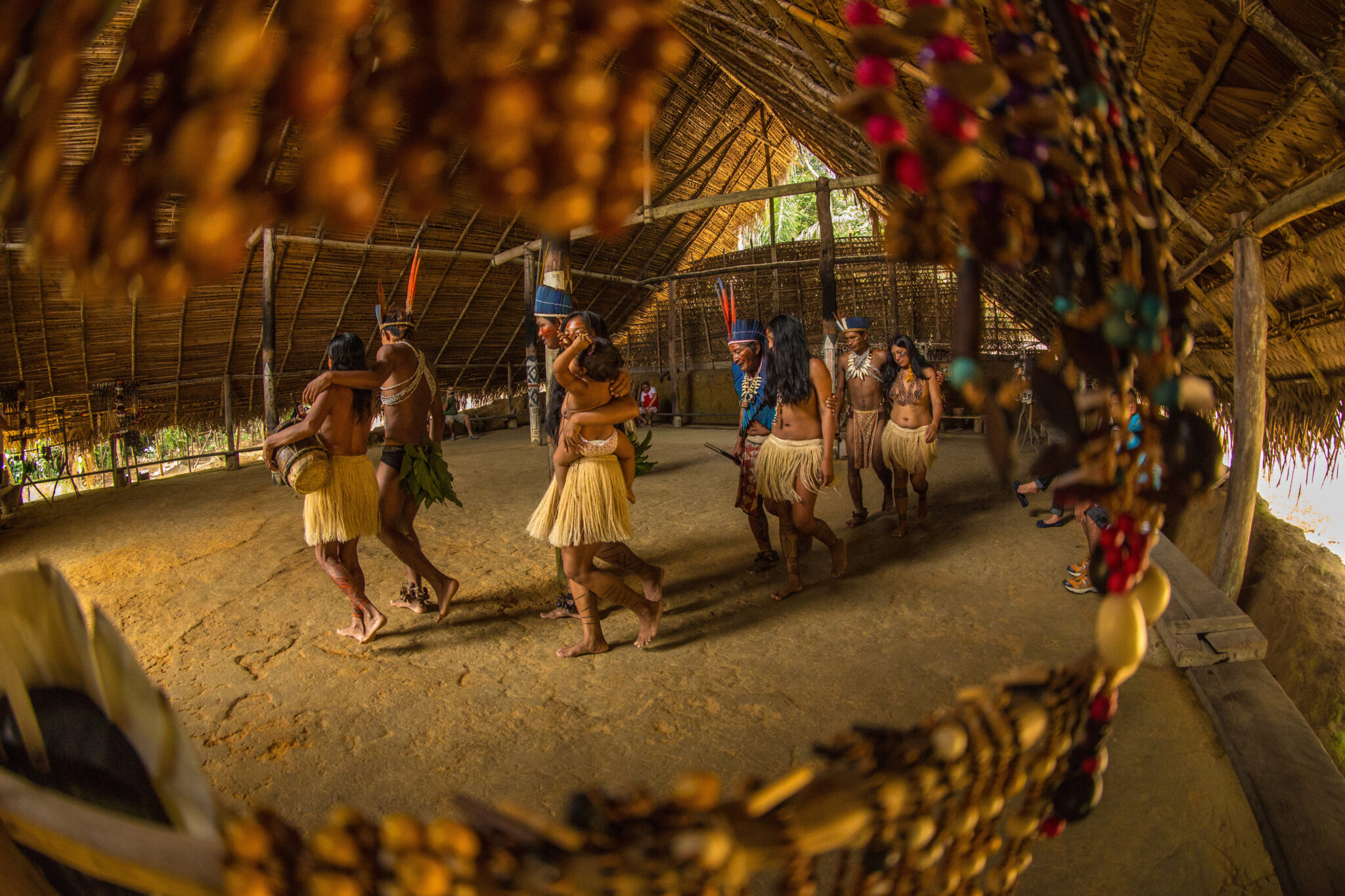 Cupuaçu surgiu há 5 mil anos com a domesticação de fruto por indígenas ...